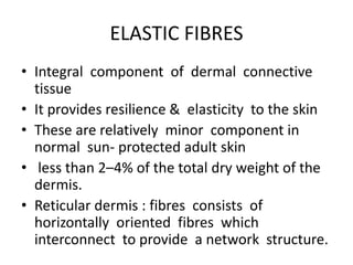 Elastic Fibers Structure