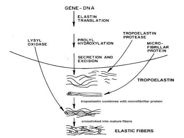 Elastic Fibers Diagram