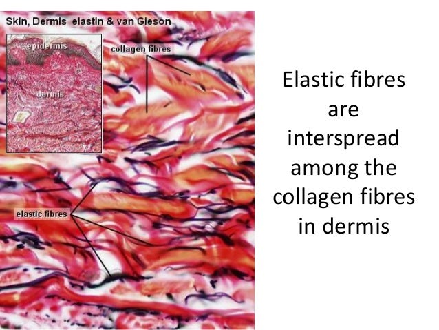 Elastic Fibres