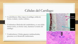 Tejido Cartilaginoso y Tejido Oseo | PPTX