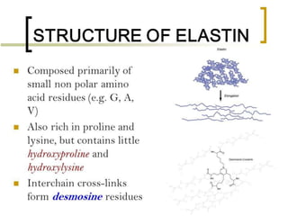 Elastin | PPTX