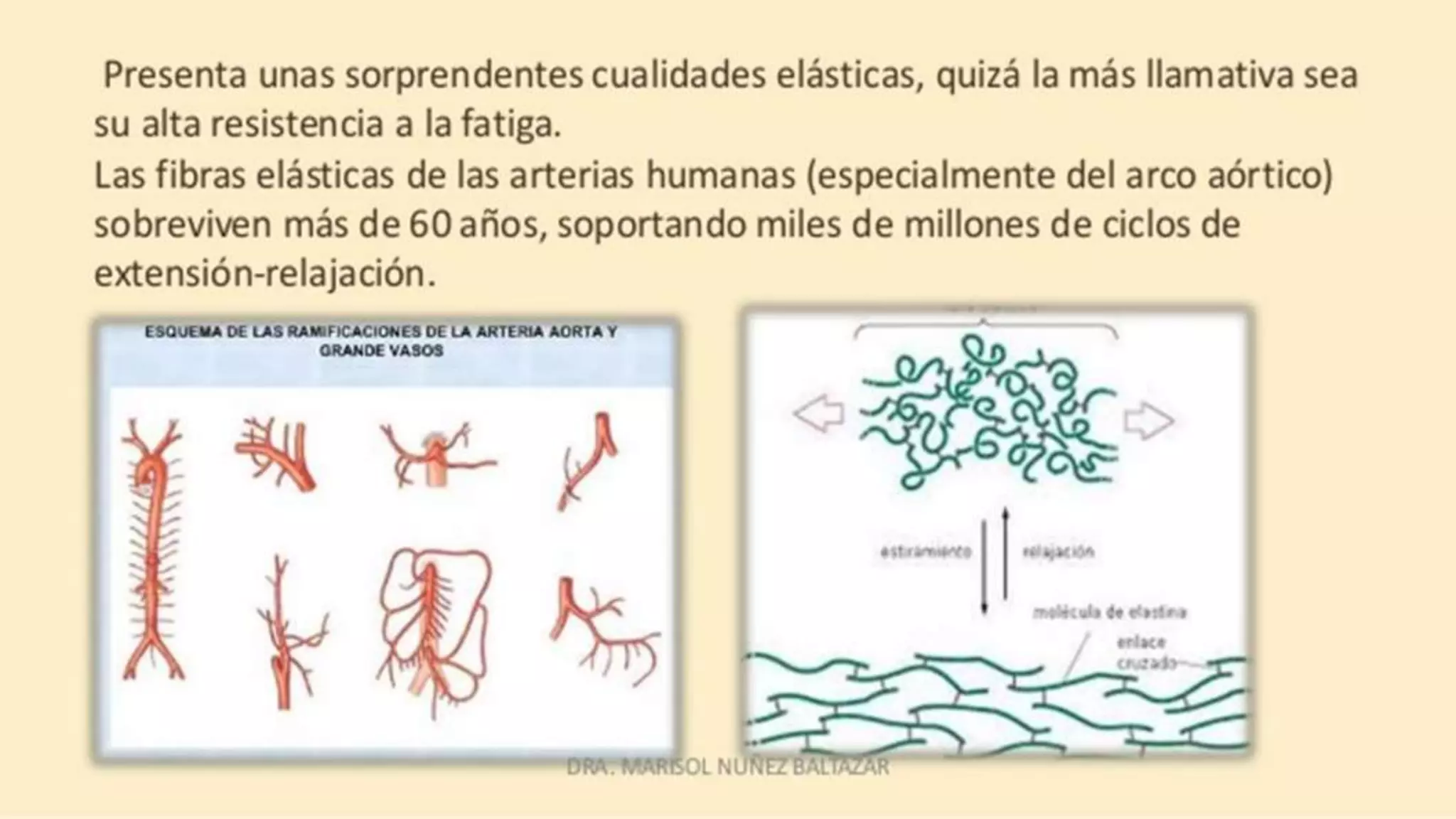 Elastina Y SUS CARACTERISTICAS BÁSICAS | PPTX