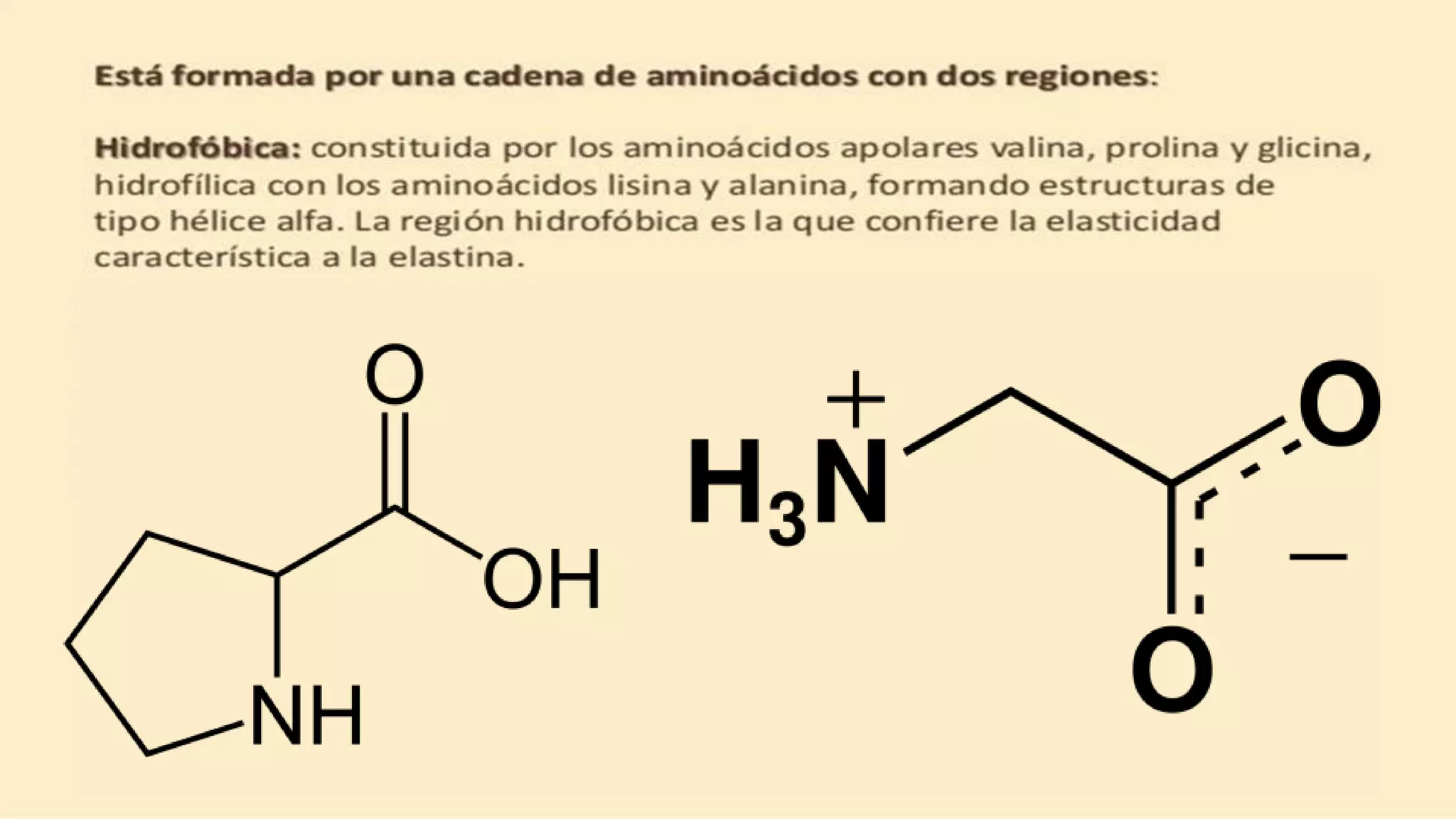 Elastina Y SUS CARACTERISTICAS BÁSICAS | PPTX