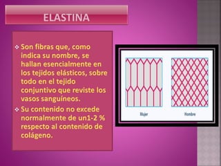 Elastina y fibrillina(parte 3) | PPS