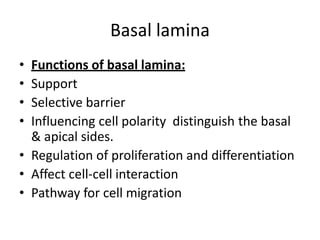 Elastin,fibronectin and basal lamina | PPTX