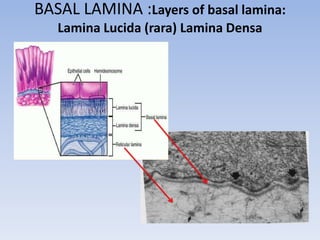 Elastin,fibronectin and basal lamina | PPTX