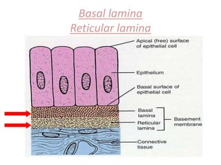Elastin,fibronectin and basal lamina | PPTX