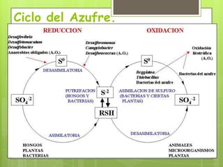 Ciclo del Azufre | PPTX