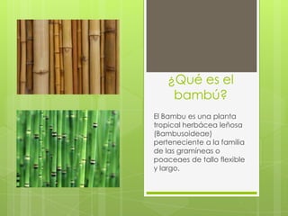 El bambu, la planta de los mil usos | PPTX