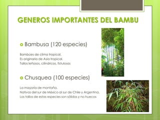 El bambu, la planta de los mil usos | PPTX