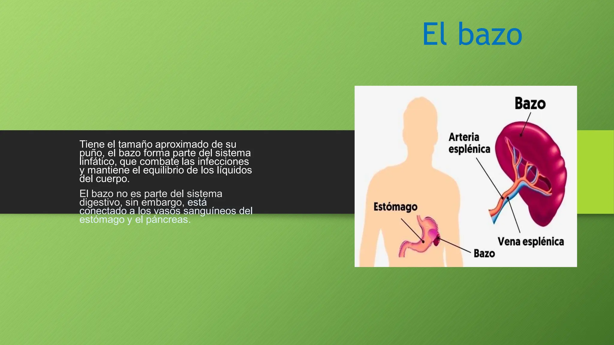 El bazo. Generalidades función inervación | PPT