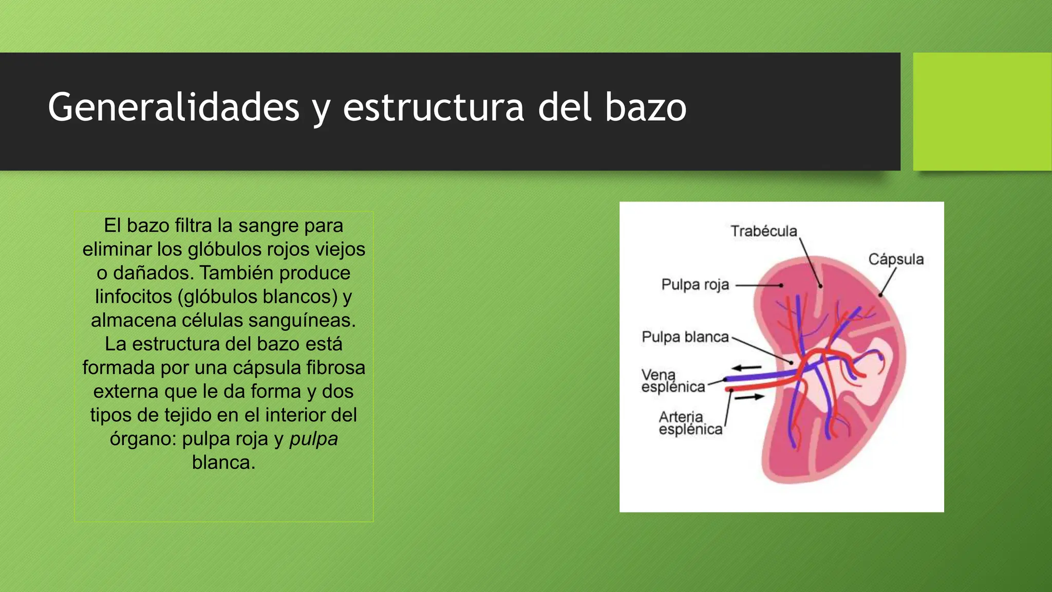 El bazo. Generalidades función inervación | PDF