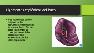 El bazo. Generalidades función inervación | PDF