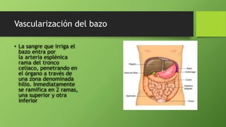 El bazo. Generalidades función inervación | PDF