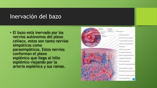 El bazo. Generalidades función inervación | PDF