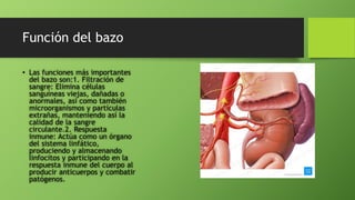 El bazo. Generalidades función inervación | PDF