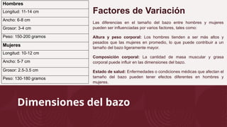 EL BAZO COMO INERVACION Y SUS DIFERENCIAS | PPTX