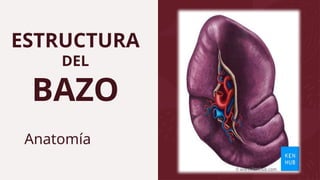 EL BAZO COMO INERVACION Y SUS DIFERENCIAS | PPTX