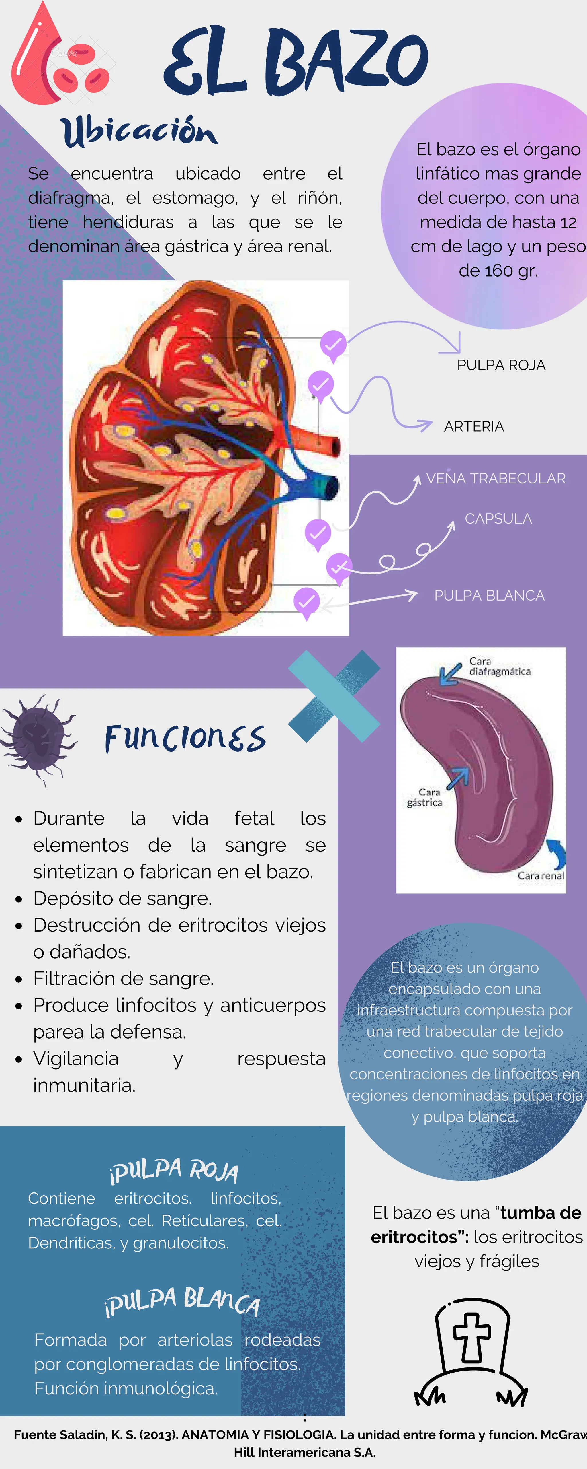 El bazo , sus funciones más importantes y su anatomia | PDF | Blood ...