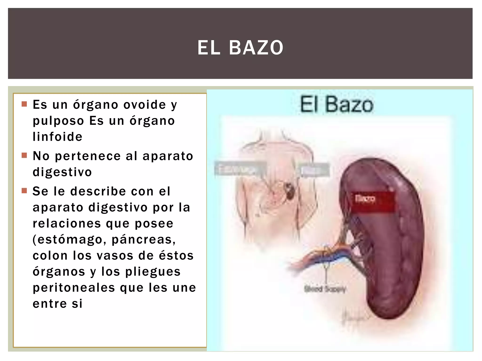El bazo anatomia | PPTX