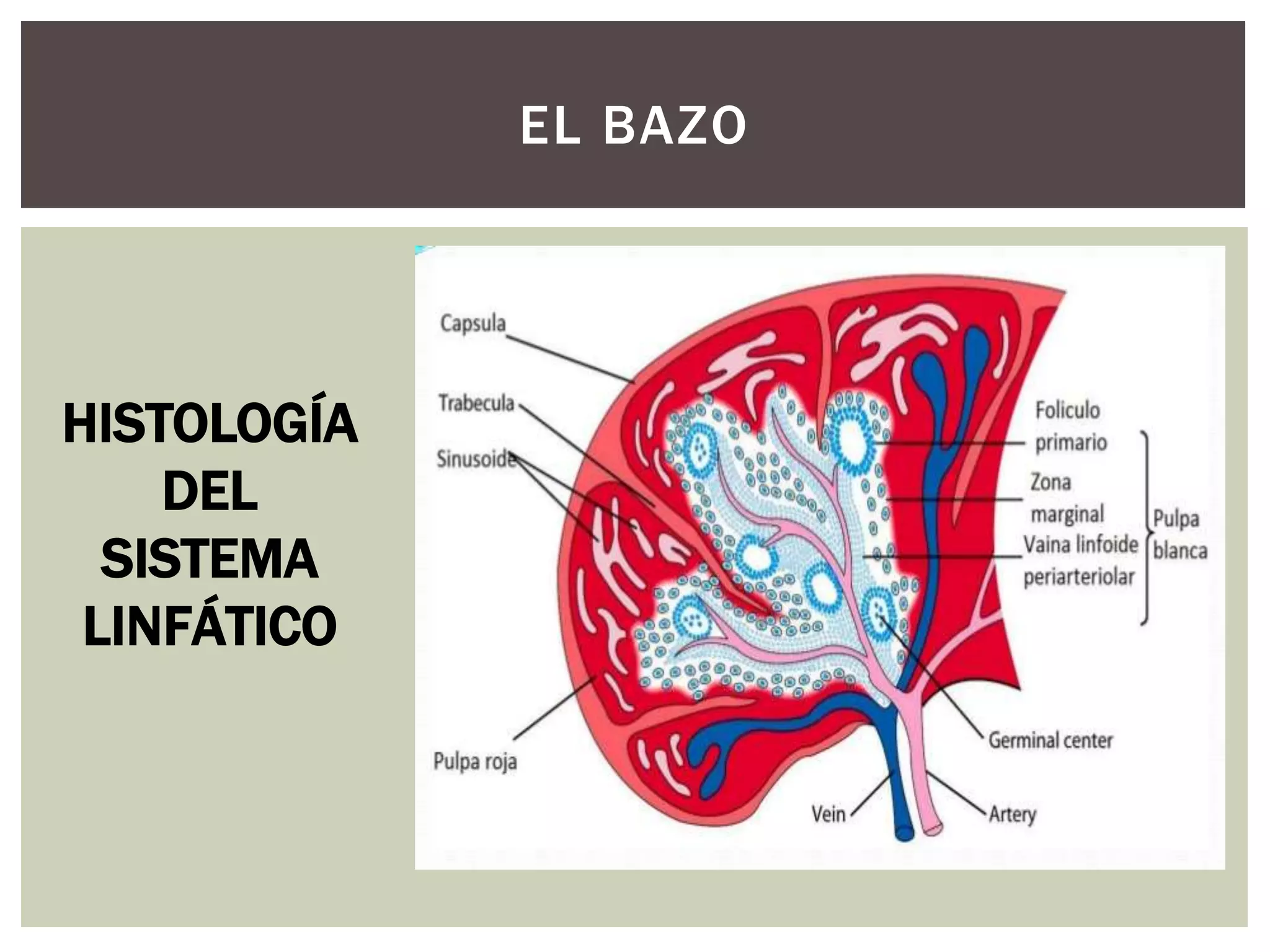 El bazo anatomia | PPTX