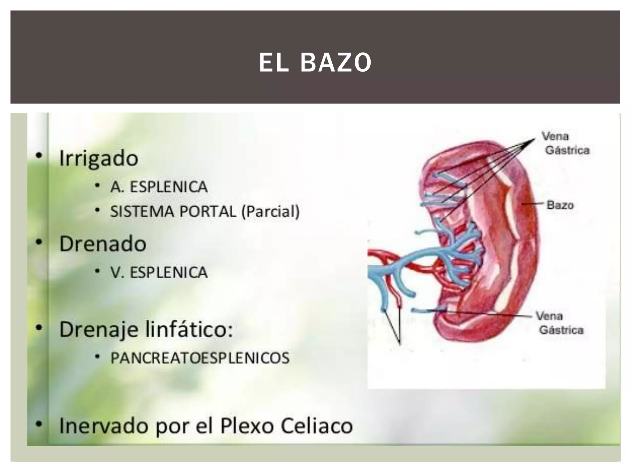 El bazo anatomia | PPTX