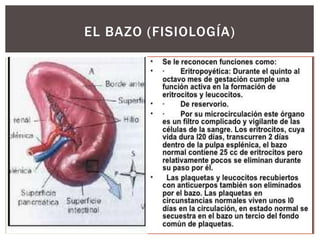 El bazo anatomia | PPTX