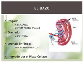 El bazo anatomia | PPTX