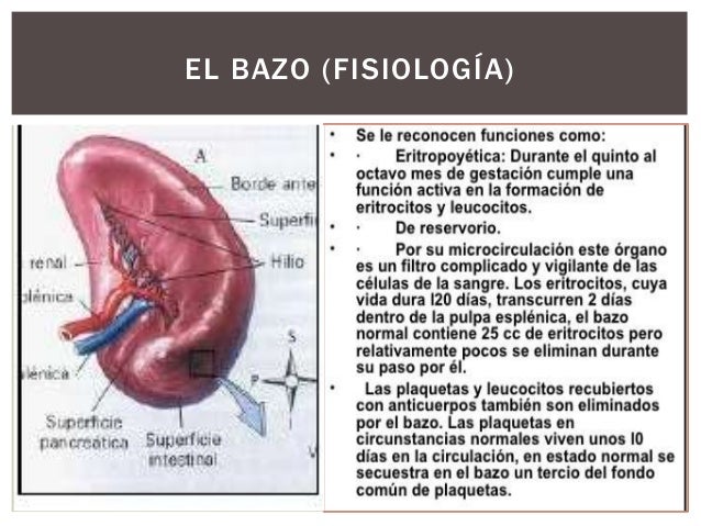 Función Y Anatomía Del Bazo Bazo Qué Es Función Y Dónde Está