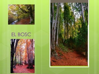 El bosc | PDF