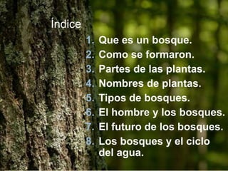 El bosque | PPTX