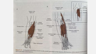 Elbow joint complex biomechanics physiotherapy.pptx