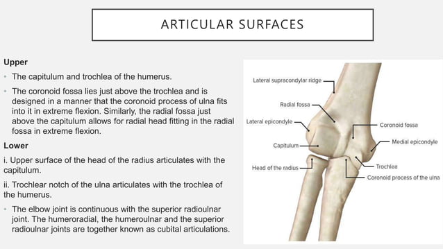 Elbow joint complex biomechanics physiotherapy.pptx | Death, Injury, or ...