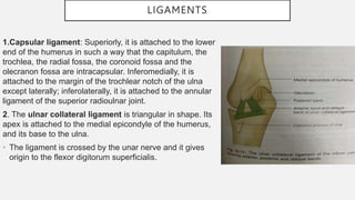 Elbow joint complex biomechanics physiotherapy.pptx | Death, Injury, or ...