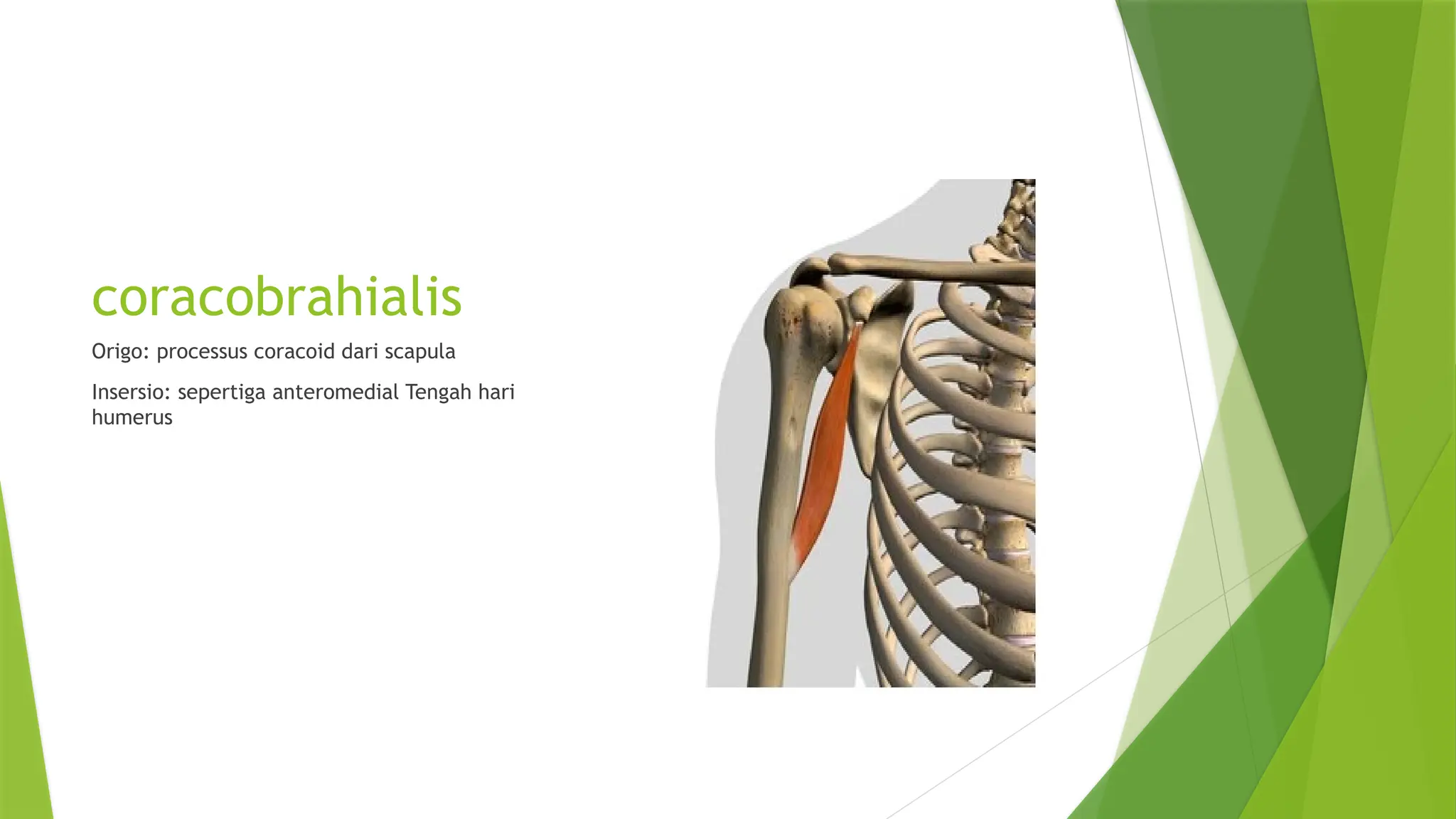 otot elbow beberapa otot dari origo insersio | PPTX