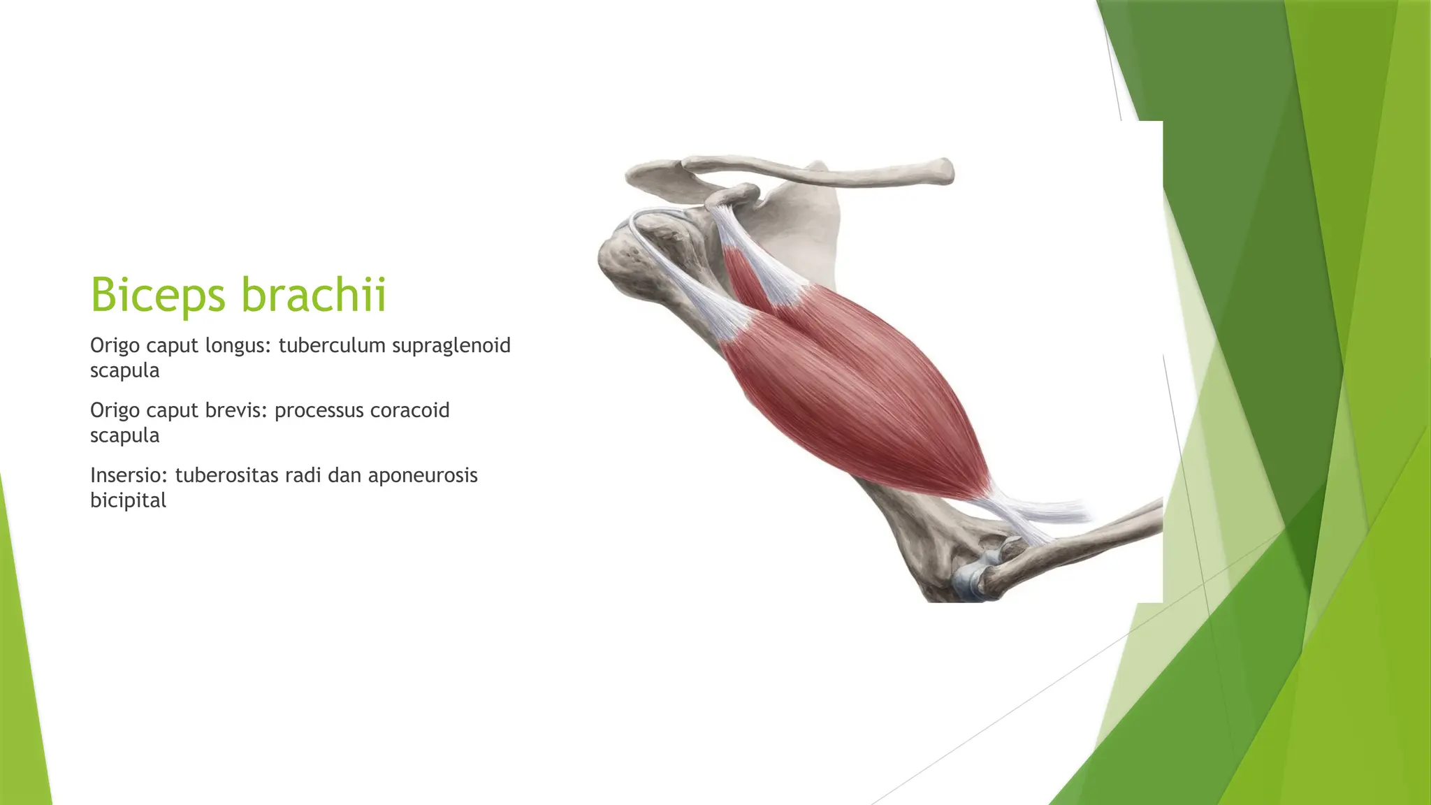 otot elbow beberapa otot dari origo insersio | PPTX