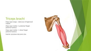 otot elbow beberapa otot dari origo insersio | PPTX