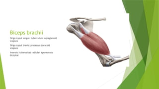 otot elbow beberapa otot dari origo insersio | PPTX