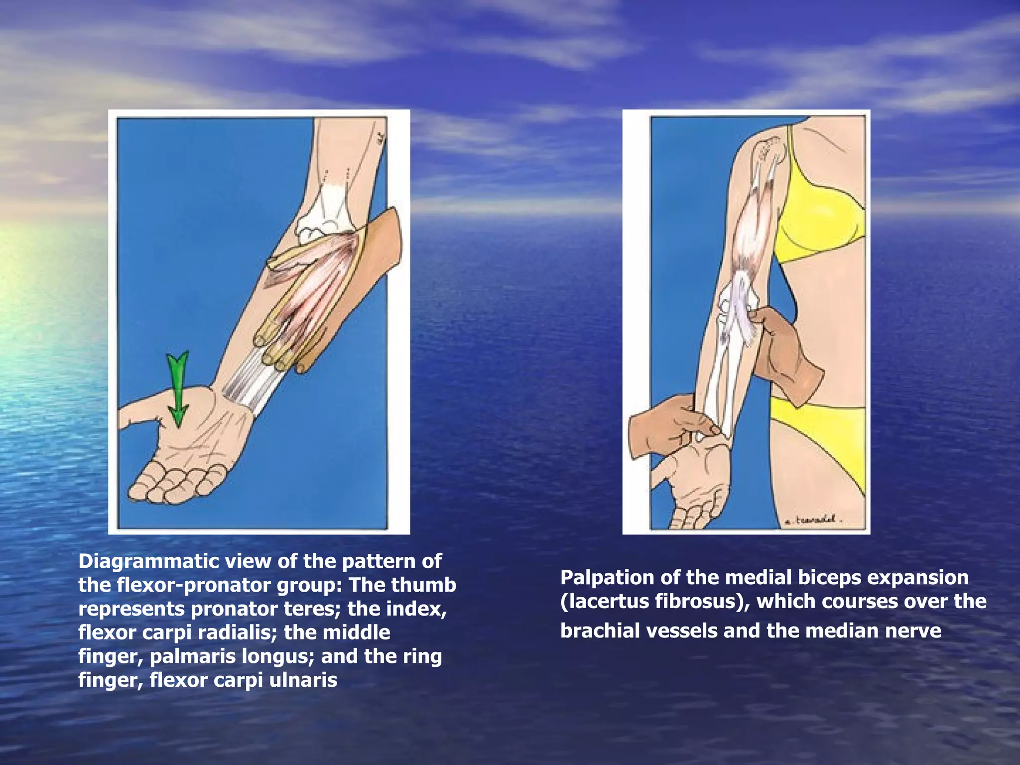 Elbow Anatomy And Examination | PPT