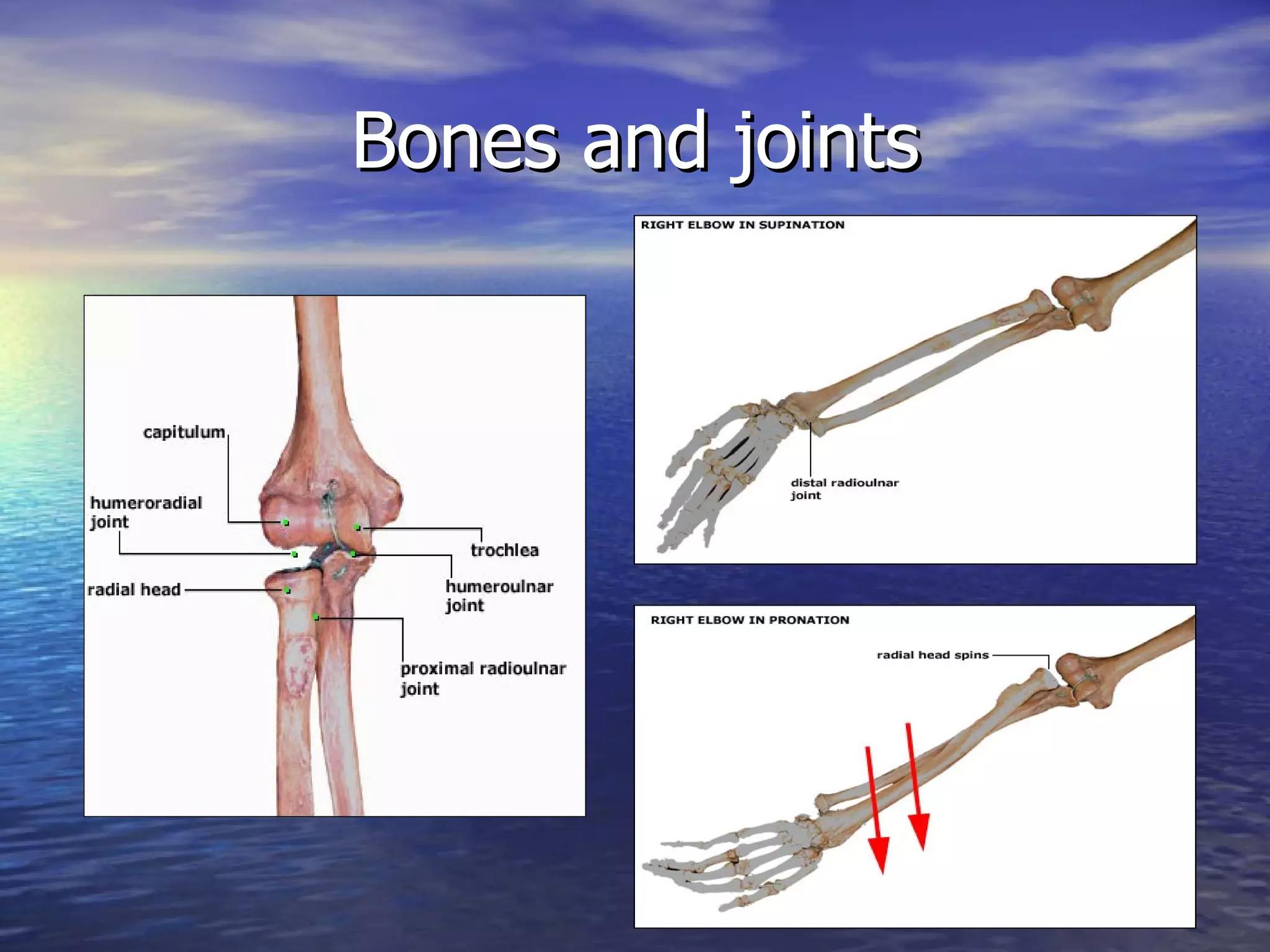 Elbow Anatomy And Examination | PPT
