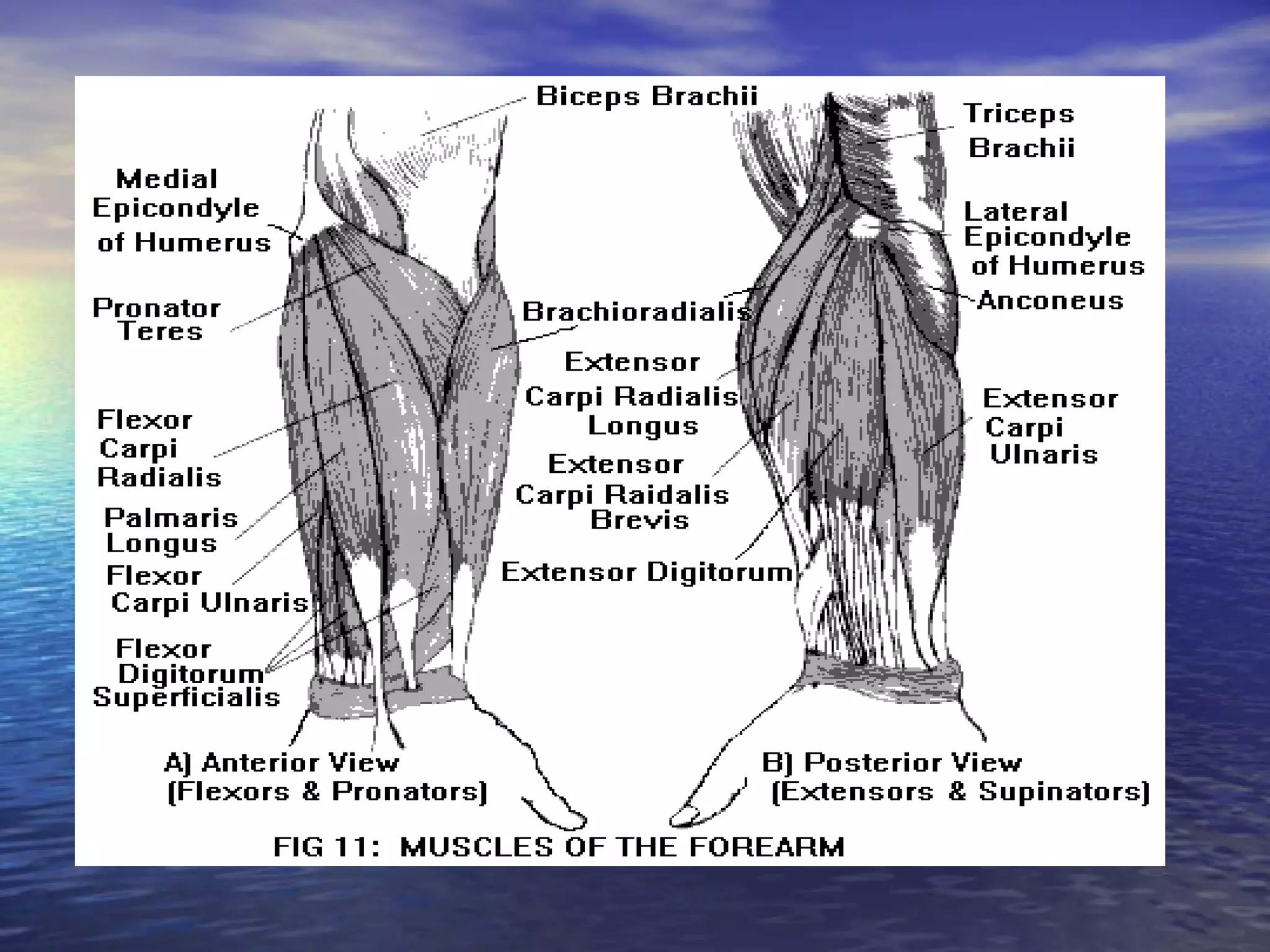 Elbow Anatomy And Examination | PPT