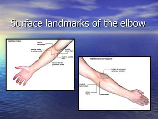 Elbow Anatomy And Examination | PPT