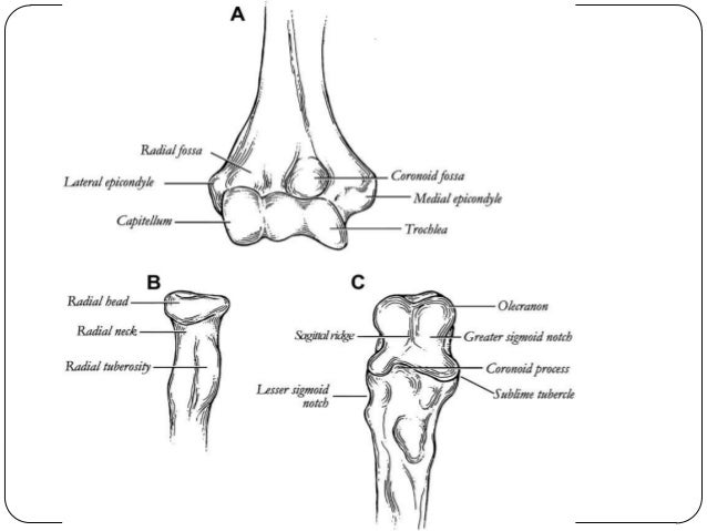 Anatomy and Biomechanics of the Elbow Joint