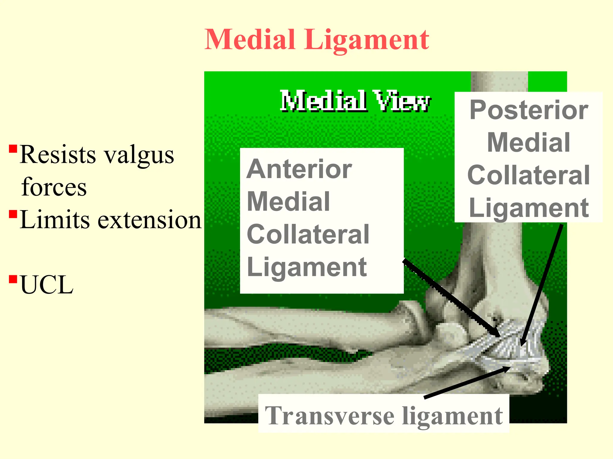 Elbow Anatomy Elbow Anatomy Elbow Anatomy | PPT