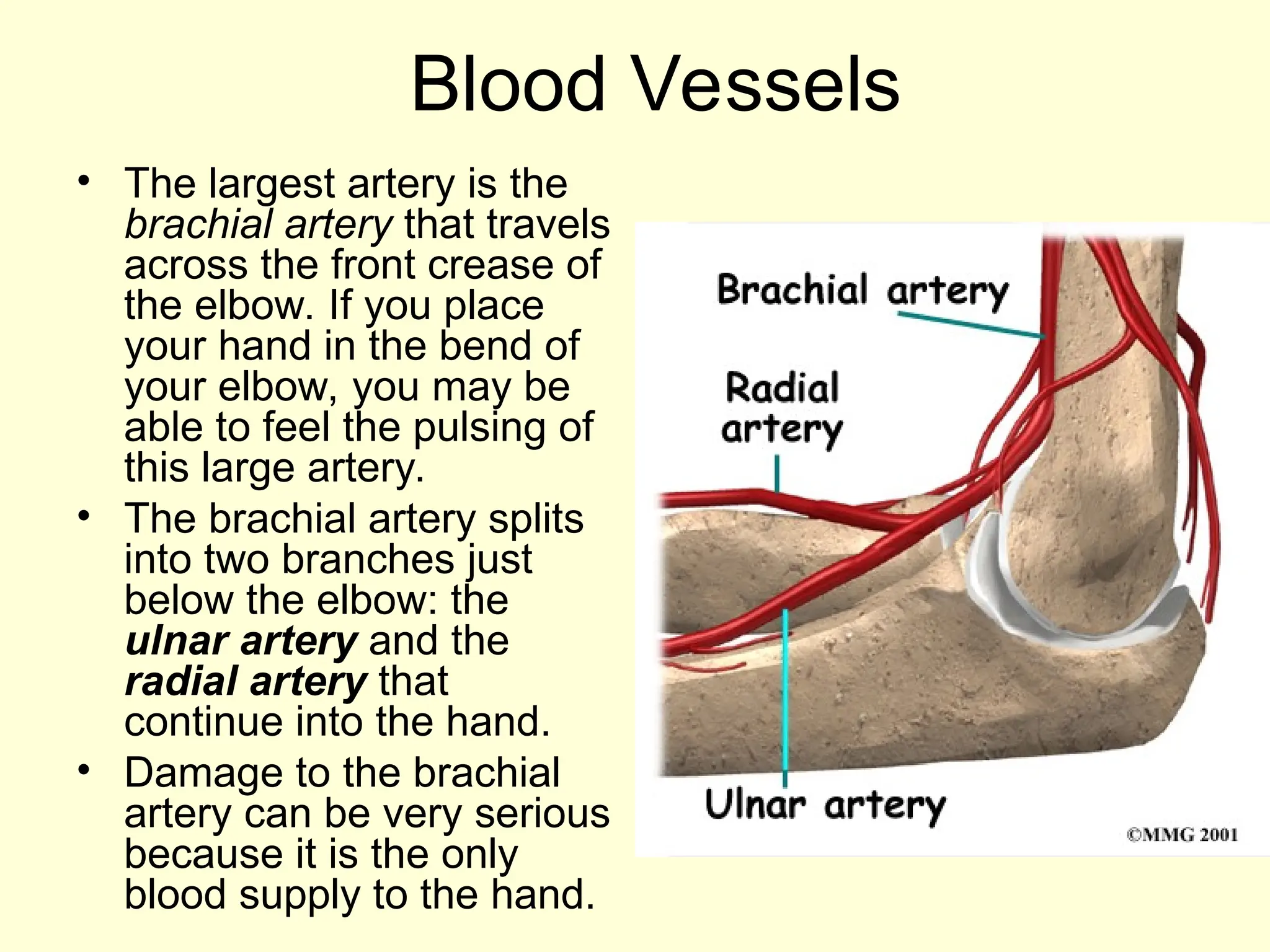 Elbow Anatomy Elbow Anatomy Elbow Anatomy | PPT