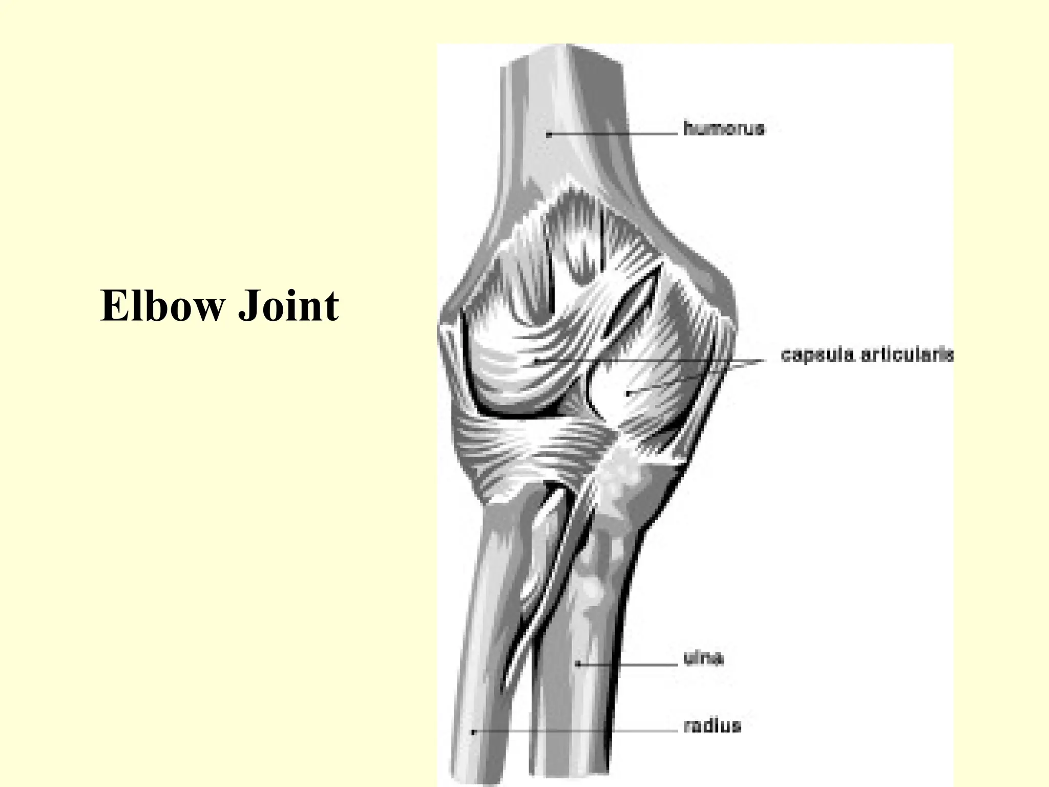 Elbow Anatomy Elbow Anatomy Elbow Anatomy | PPT