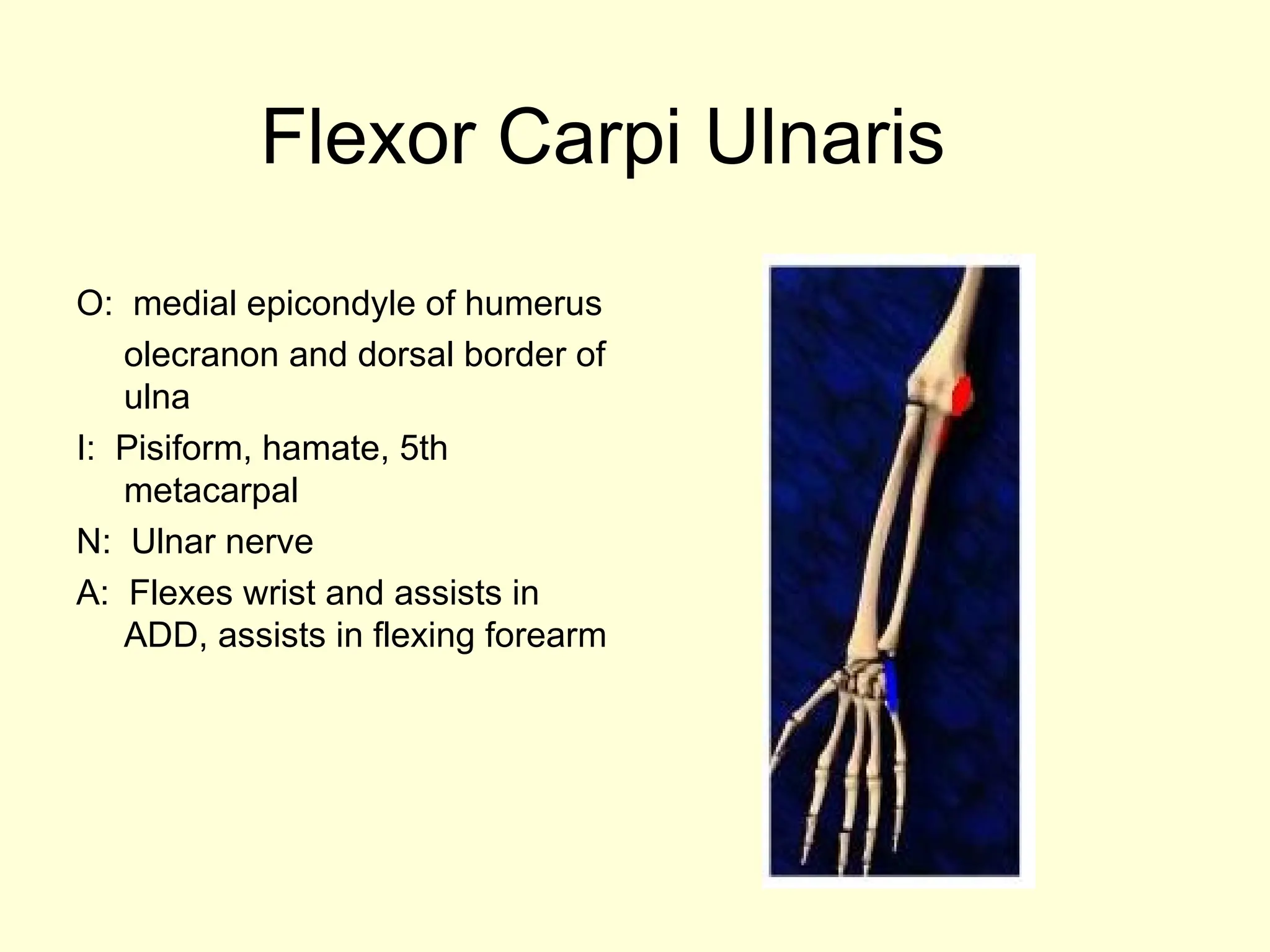 Elbow Anatomy Elbow Anatomy Elbow Anatomy | PPT