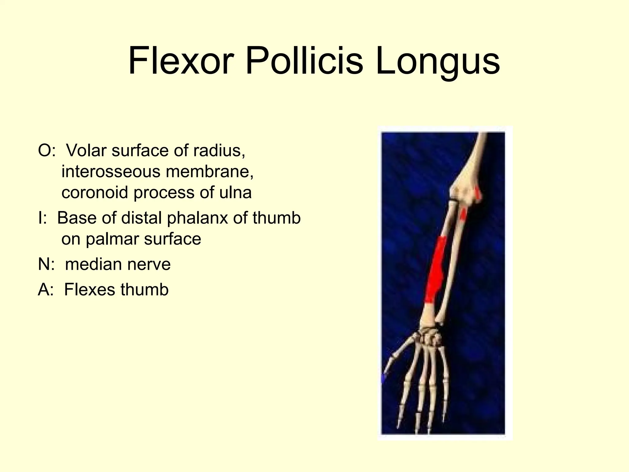 Elbow Anatomy Elbow Anatomy Elbow Anatomy | PPT