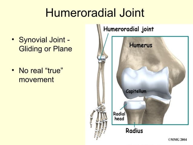 Elbow Anatomy Elbow Anatomy Elbow Anatomy | PPT