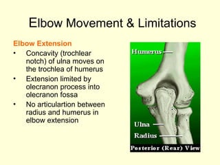 Elbow Anatomy Elbow Anatomy Elbow Anatomy | PPT